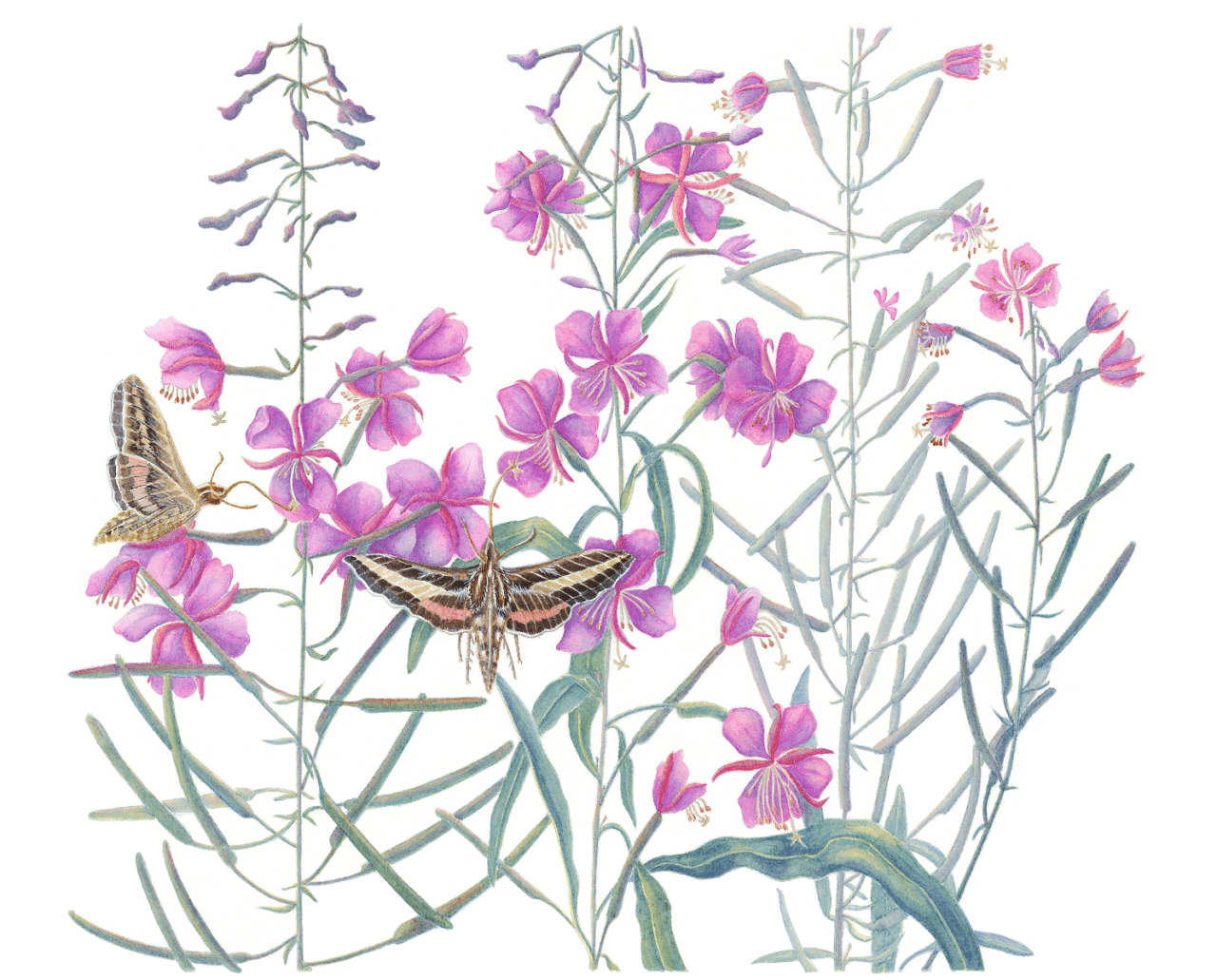 White-lined Sphinx Moth on Fireweed, Hyles lineata on Epilobium ...